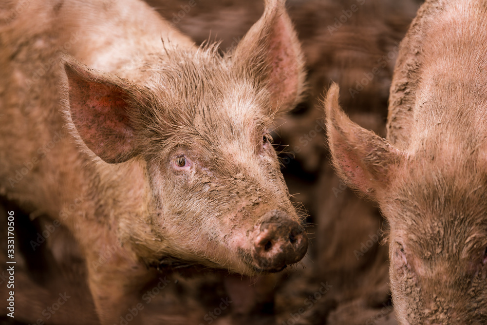 African swine fever virus, ASFV. Two pigs in the mud next to a sick pig ...
