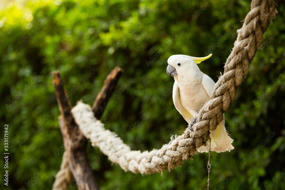 White cockatoo in the park. The white cockatoo (Cacatua alba), also ...