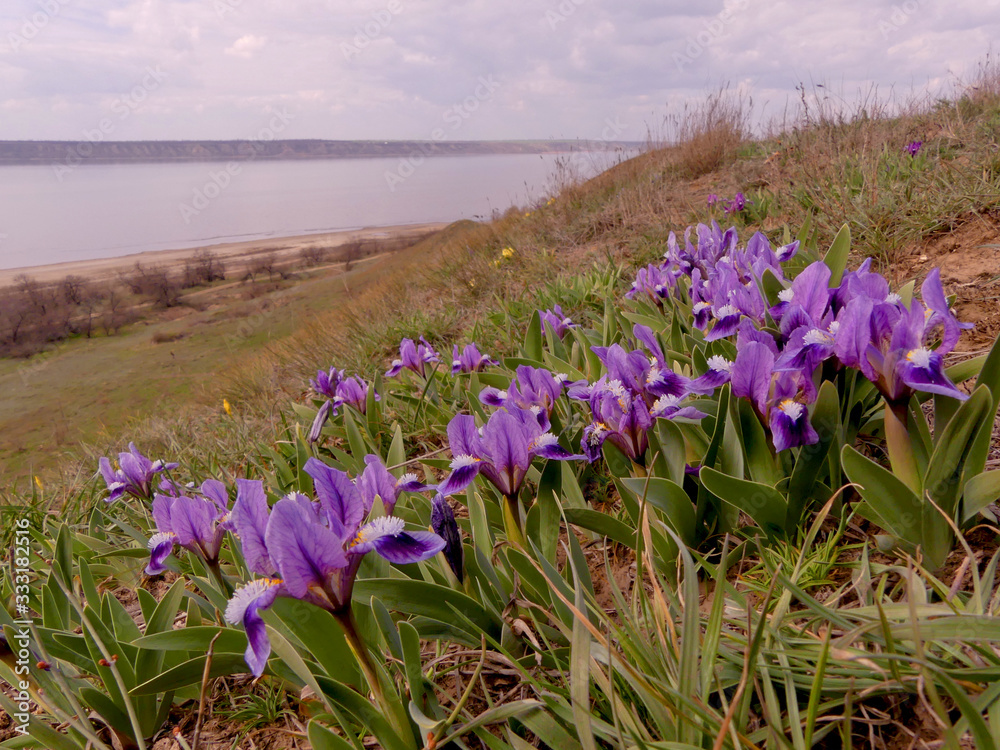 Early spring. Wild irises bloom on the Black Sea. These legendary ...
