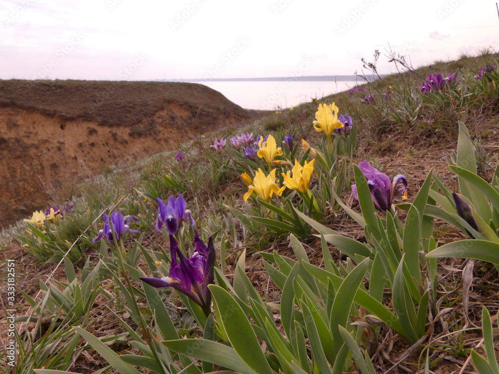 Early spring. Wild irises bloom on the Black Sea. These legendary ...