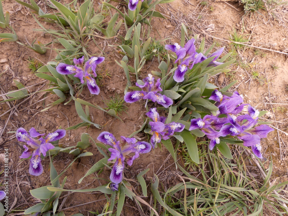 Early spring. Wild irises bloom on the Black Sea. These legendary ...