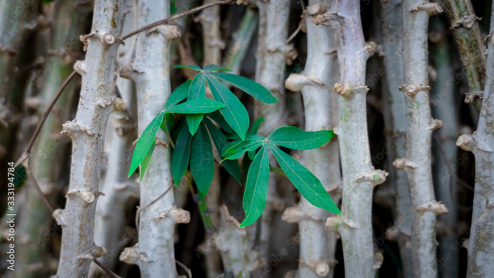 cassava tree growth, manioc or tapioca, tapioca leaves, agricultural ...