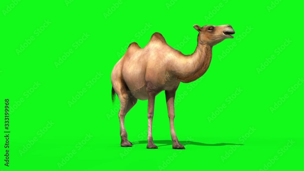 Camel Die Green Screen 3D Rendering Animation Animals Stock 비디오 | Adobe ...
