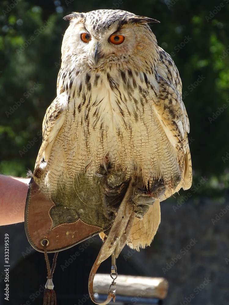 oiseau, chouette, animal, bec, nature, aigle, faucon, faune, prédateur ...