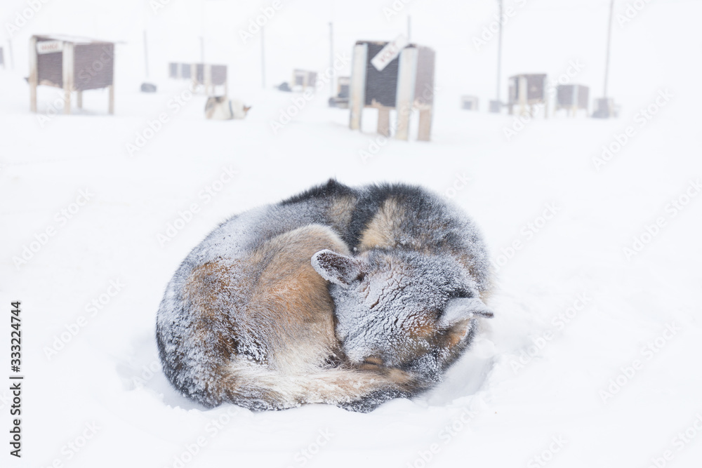 Do Dogs Sleep Longer In Winter
