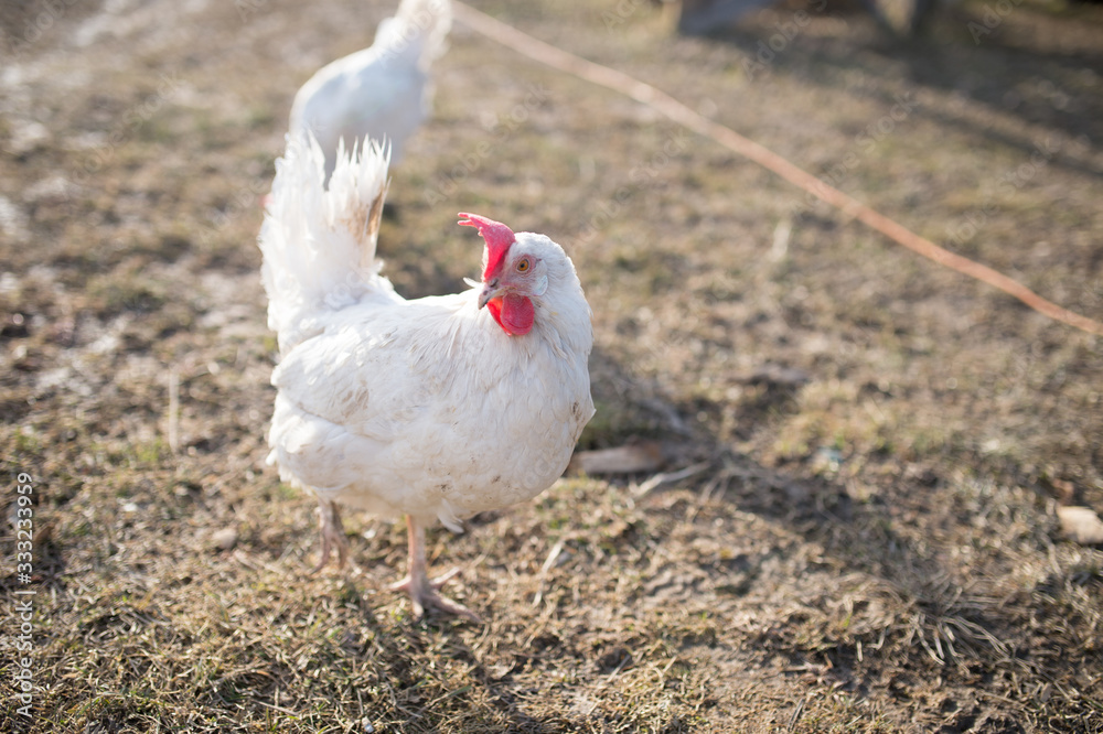 bird white chicken smoothes into the camera walks around the garden in ...