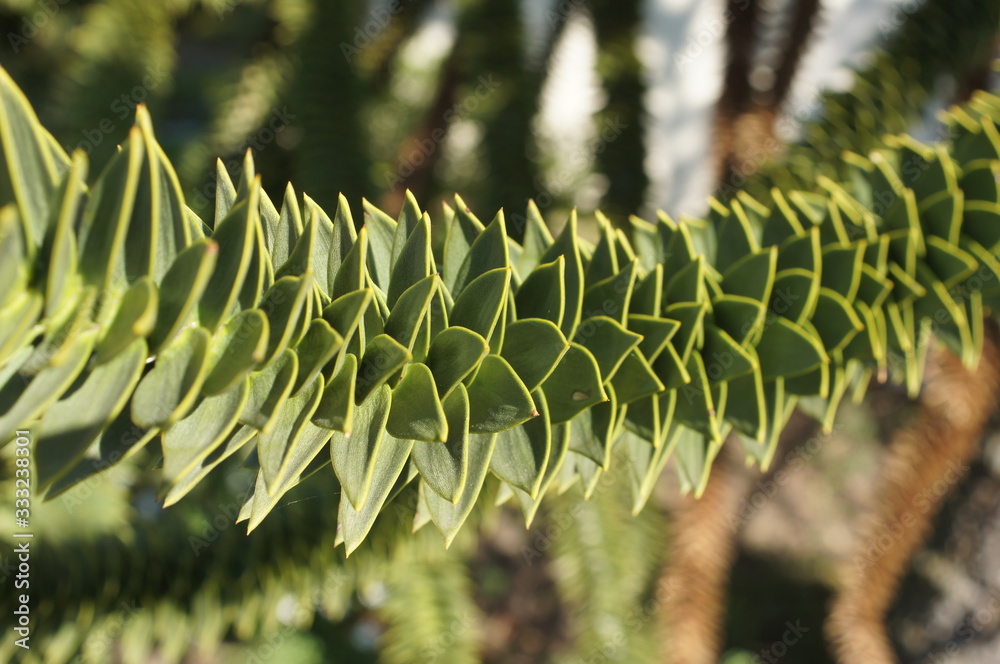 Chilenische Araukarie, auch Andentanne, Chiletanne, Schlangenbaum ...
