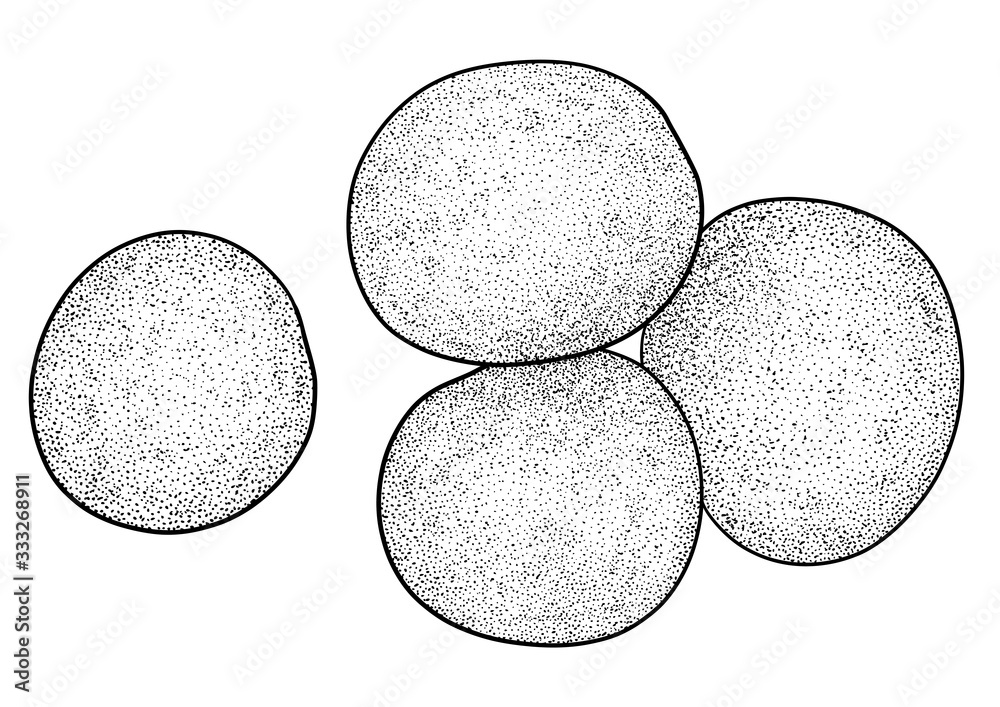 Vetor de Staphylococcus virus, bacteria illustration, drawing ...