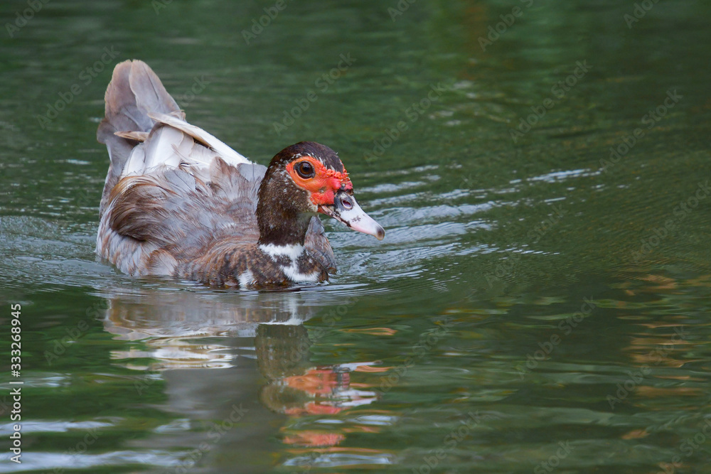 Beautiful musky duck with red growths around the eyes on the muddy ...