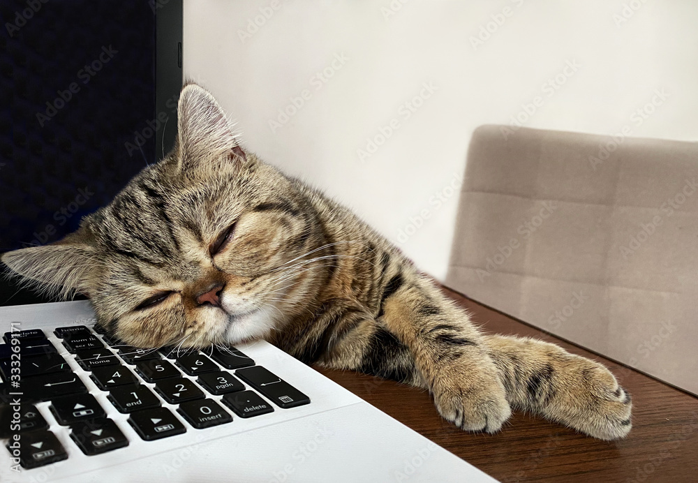 Sleepy Kitten On Computer