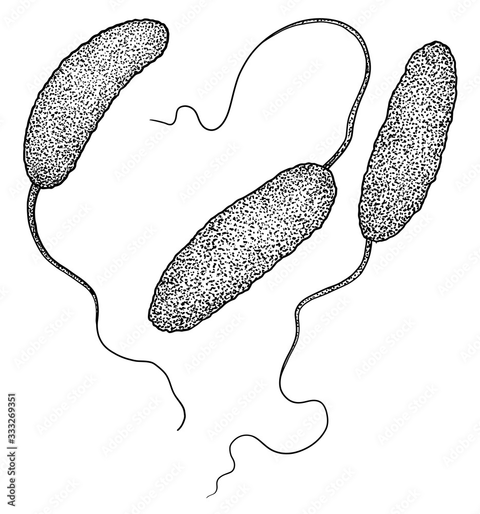 Cholerae bacteria illustration, drawing, engraving, ink, line art ...