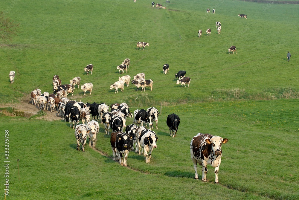 Rentrée des vaches pour la traite. Troupeau de vaches normandes et prim ...