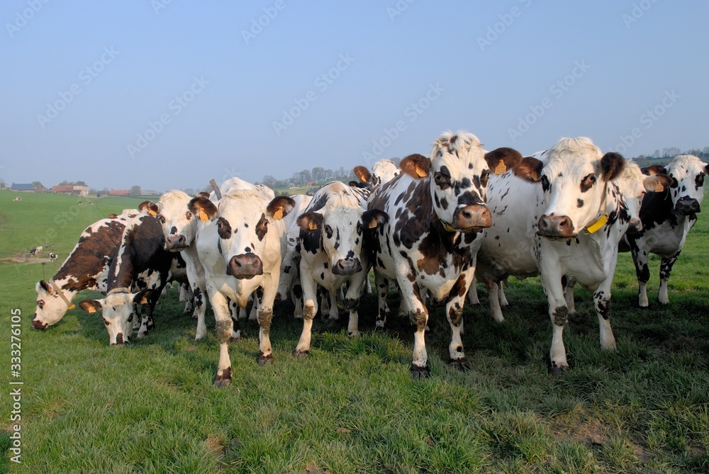 Rentrée des vaches pour la traite. Troupeau de vaches normandes et prim ...