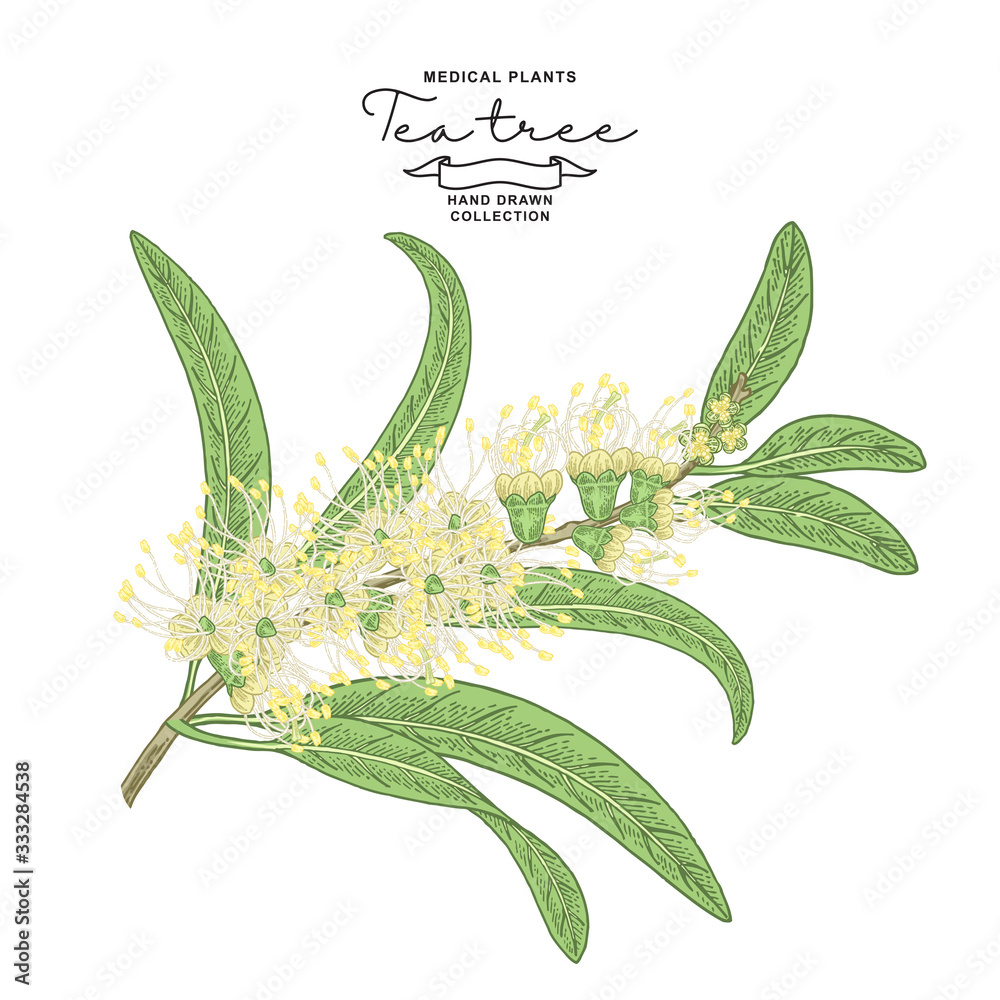 Tea tree branch with flowers isolated on white background. Melaleuca ...