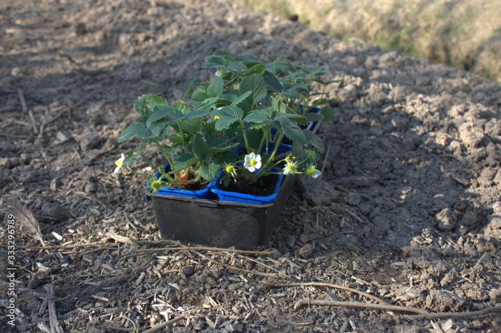 barquette de plants de fraisier à planter dans le potager ภาพถ่ายสต็อก ...