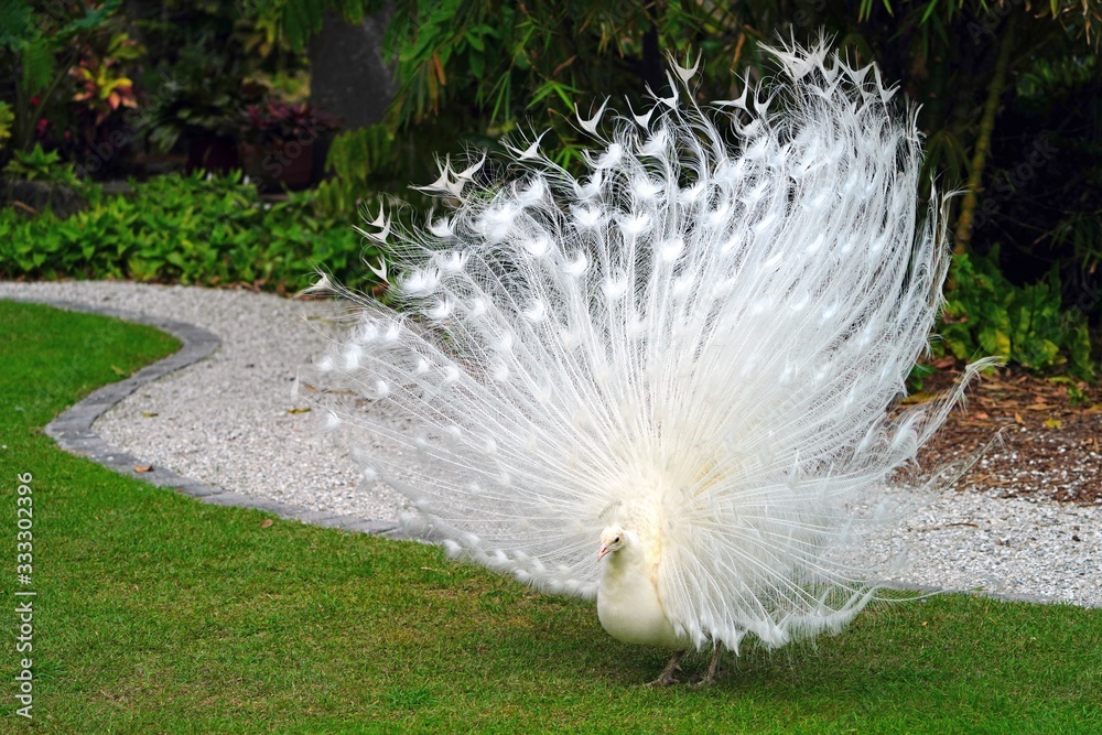 Male Peacocks