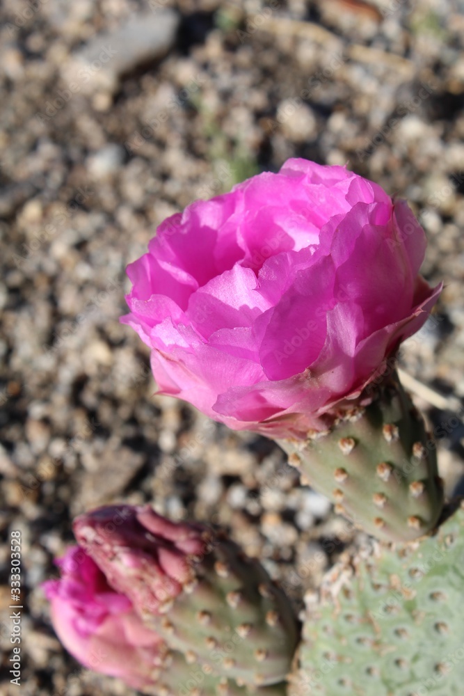 As Spring in the Southern Mojave progresses, this Joshua Tree National ...