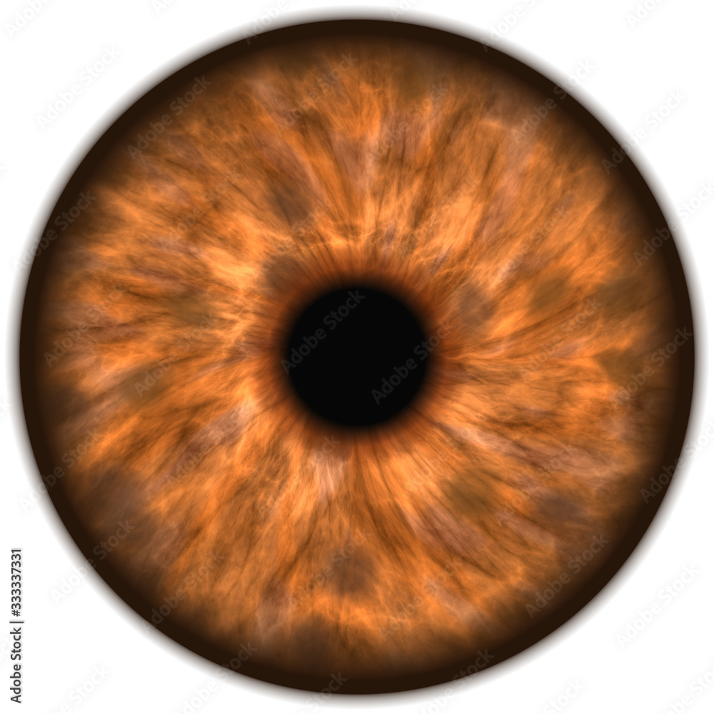 Brown Isolated Human Eye Iris Stock Illustration Adobe Stock