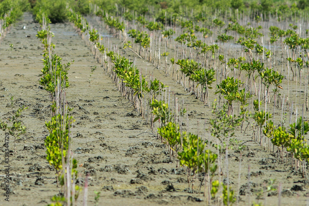 Mangrove seedlings (Rhizophora apiculata) In planting mangrove forests ...