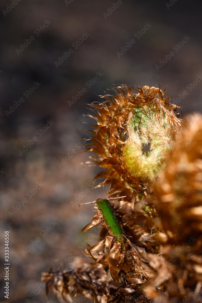 Native northwest sword ferns in a sunspot in the woods, fiddleheads ...
