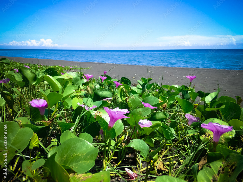 Pantropical Creeping Vine Of Ipomoea Pes-caprae Or Beach Morning Glory ...