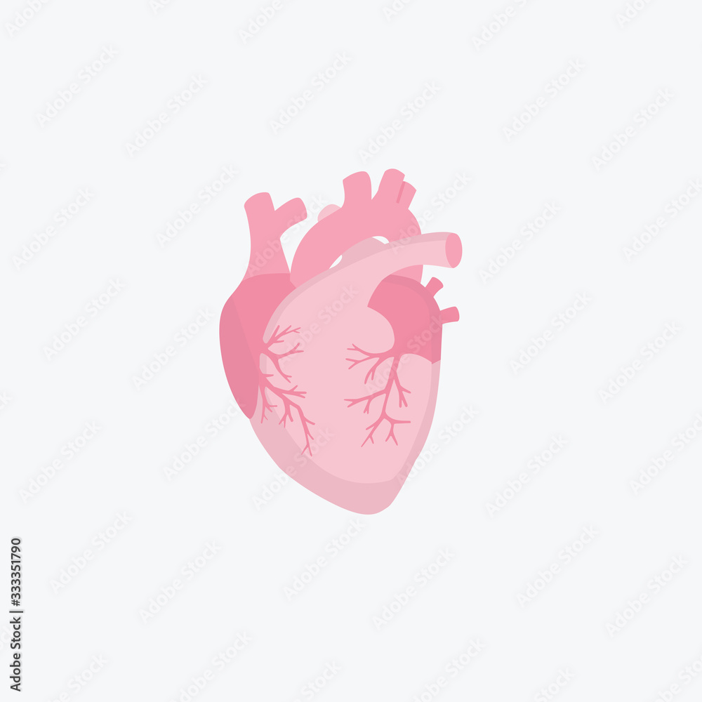 Human hearth anatomy illustration. Internal Organ of human body ...