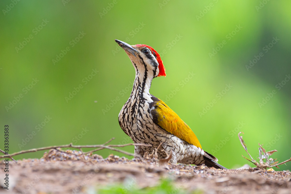 Common flameback, Common goldenback at Kaeng Krachan National Park ...