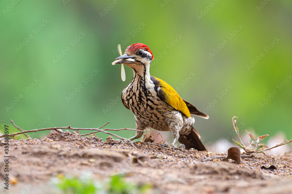 Common flameback, Common goldenback at Kaeng Krachan National Park ...