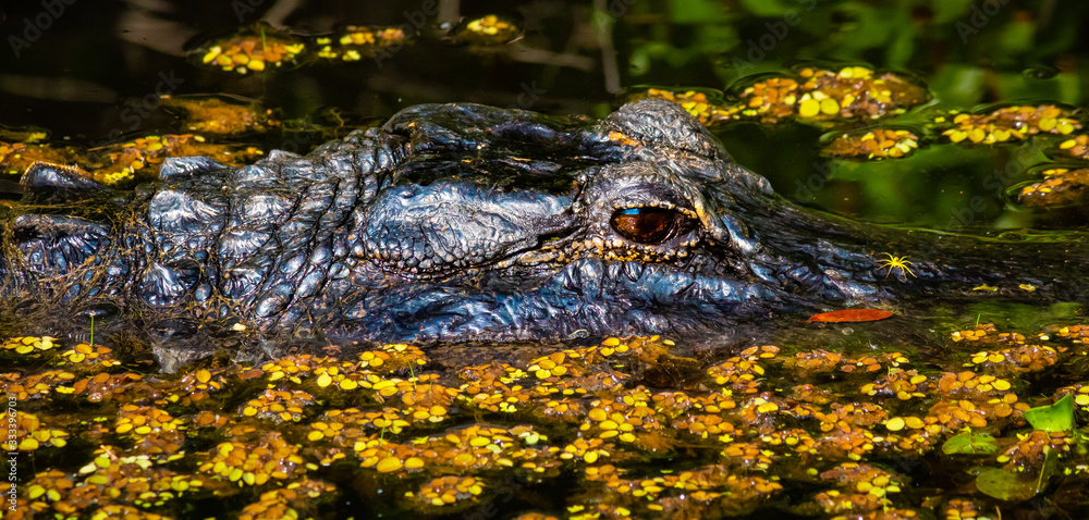 Alligator with spider Stock Photo | Adobe Stock