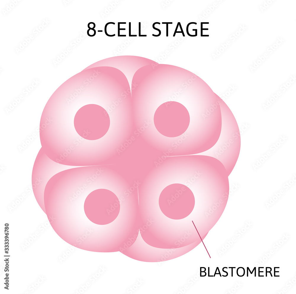 Human embryonic development, or human embryogenesis from zygota to ...