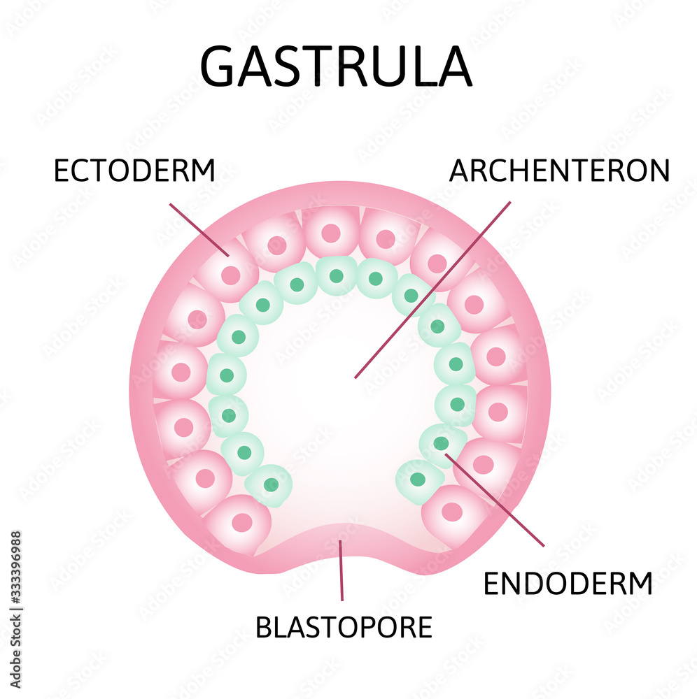 the process of gastrulation. Remnant of blastocoel, invaginating ...