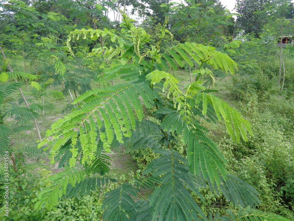Albizia chinensis (silk tree, Chinese albizia, kool, khang hung, kang ...
