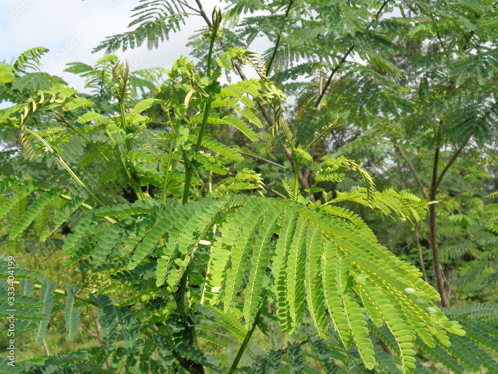 Albizia chinensis (silk tree, Chinese albizia, kool, khang hung, kang ...