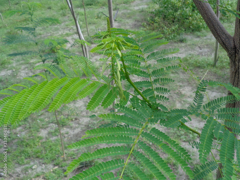 Albizia chinensis (silk tree, Chinese albizia, kool, khang hung, kang ...
