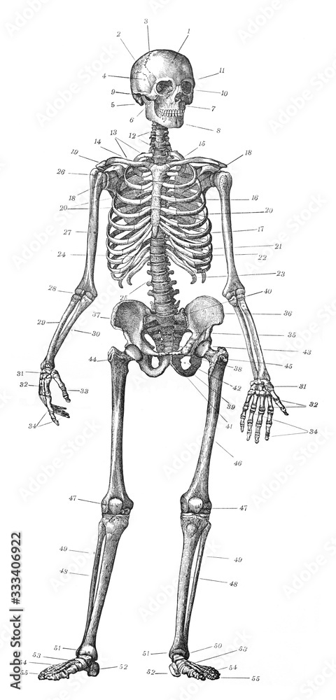 Skeleton Diagram Front And Back