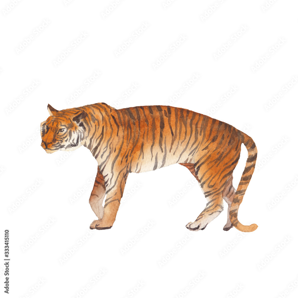 Watercolor tiger illustration. Wild animal isolated on white background ...