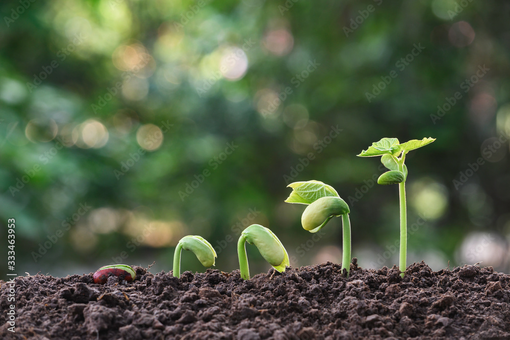 Young plants growing from seed step up in nature background with The ...