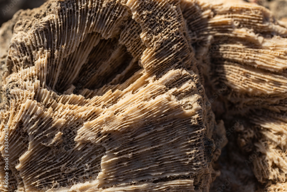 Fossil corals of the Red Sea. Ancient creatures, turned into stone ...