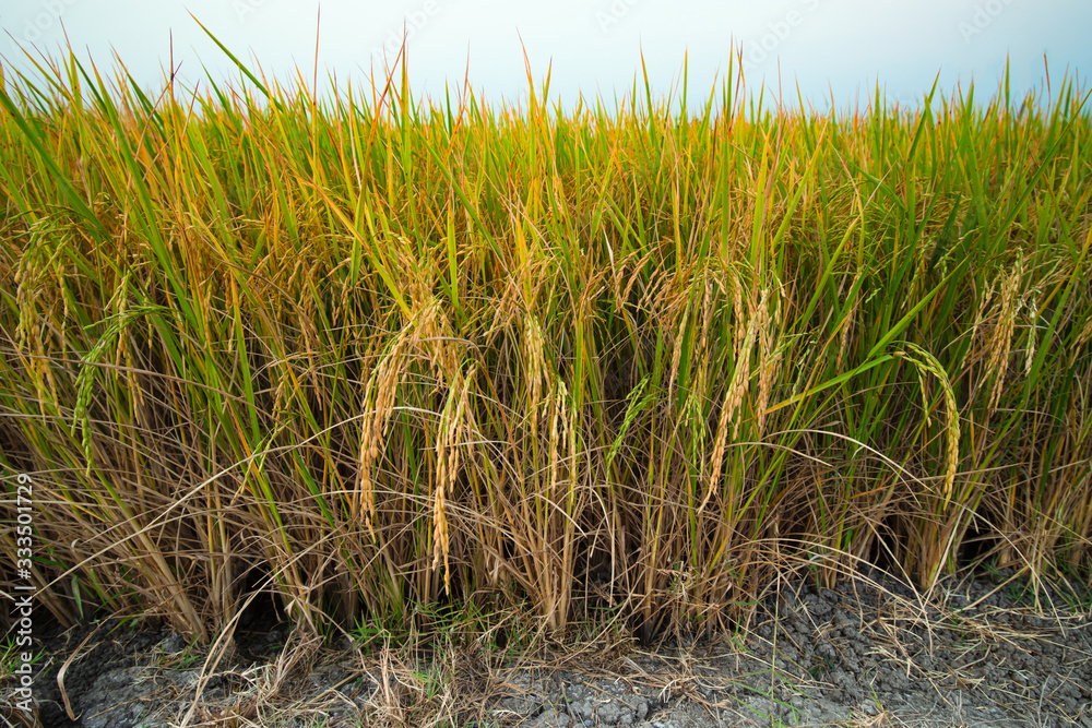 Rice fields affected by drought Thailand, dehydrated rice fields, dry ...