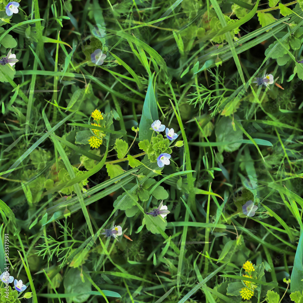 High resolution foto realistic seamless texture of green grass and ...