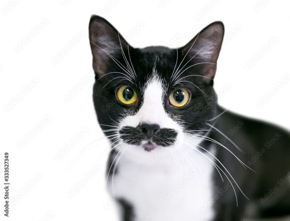 A black and white Tuxedo domestic shorthair cat with markings on its ...