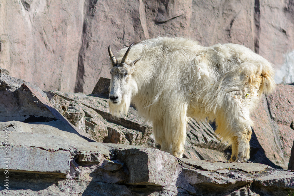 mountain goat with long white hair on the rocks Stock Photo | Adobe Stock