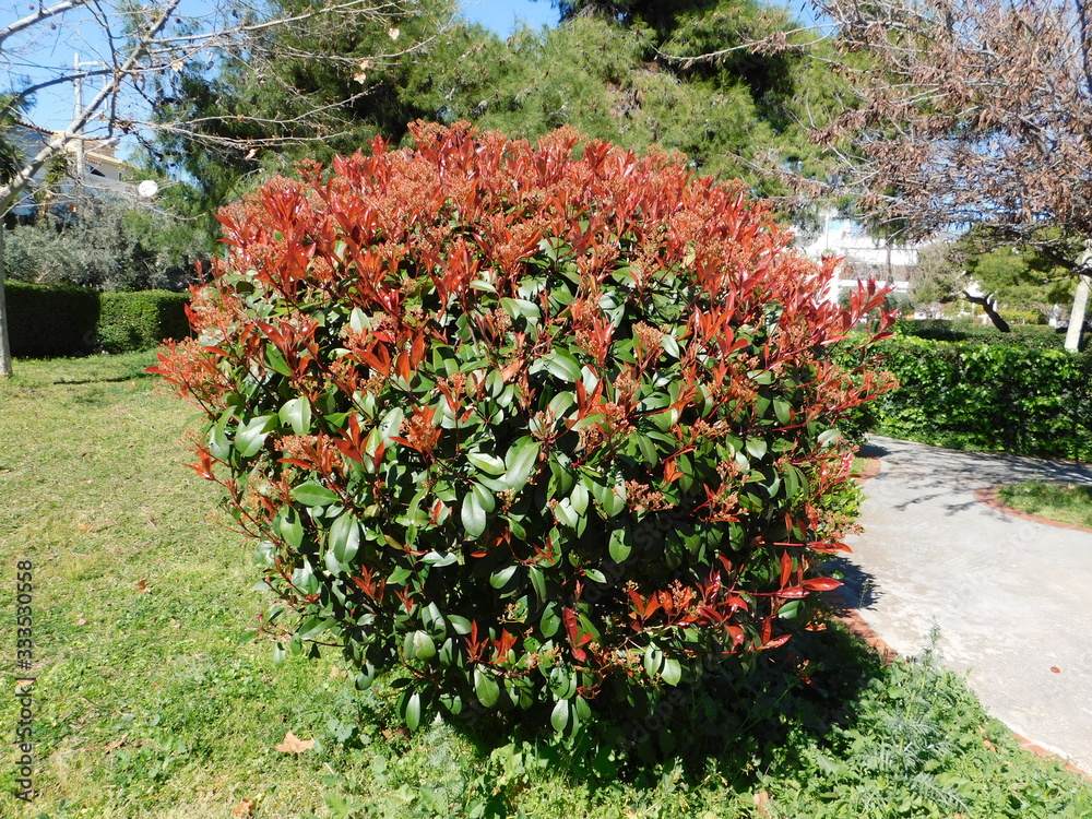 A photinia fraseri red robin shrub with red and green leaves in a park ...