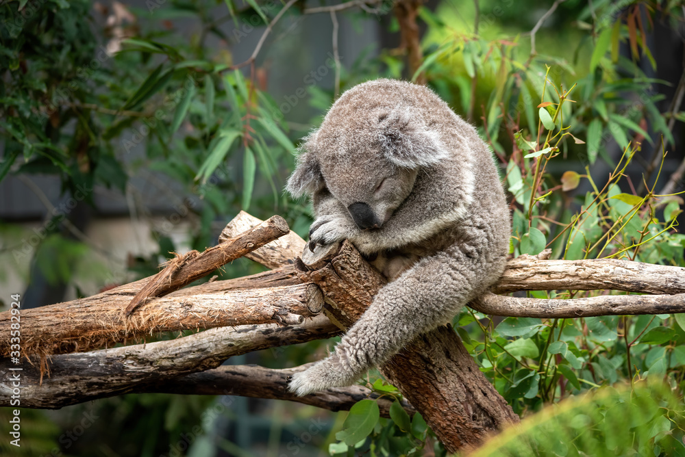 Koala Bear Sleeping