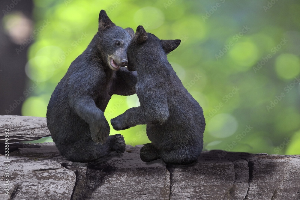 Two small black bears playing together and sitting on a tree branch ...