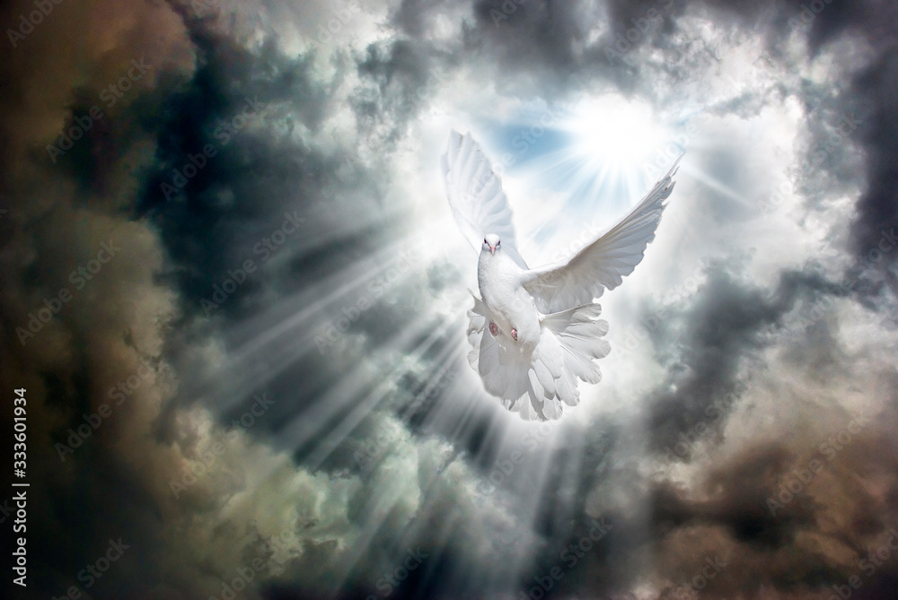 Flying white dove in front of stormy sky Stock Photo | Adobe Stock