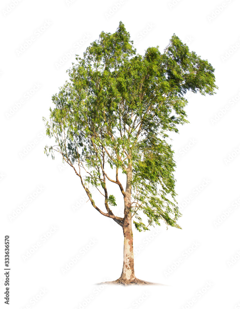 Eucalyptus tree isolated on white background Stock Photo | Adobe Stock