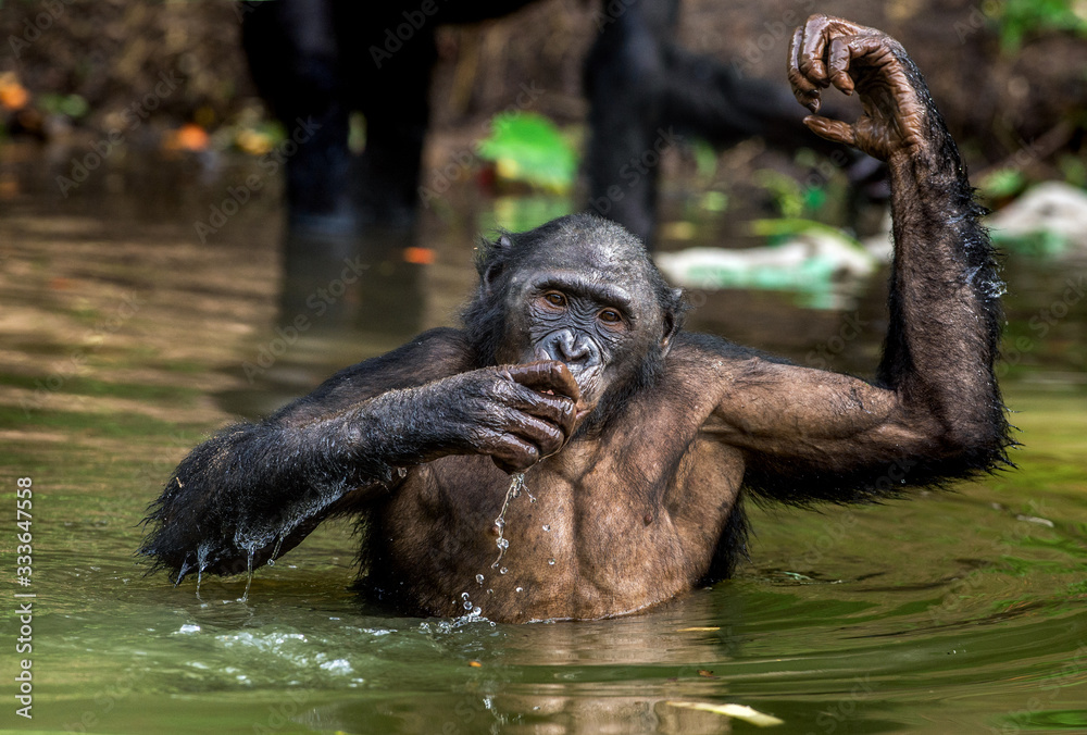 Bonobo in the water. Natural habitat. The Bonobo ( Pan paniscus ...
