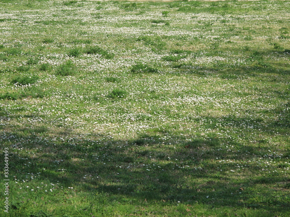 prato in primavera con fiori Stock Photo | Adobe Stock