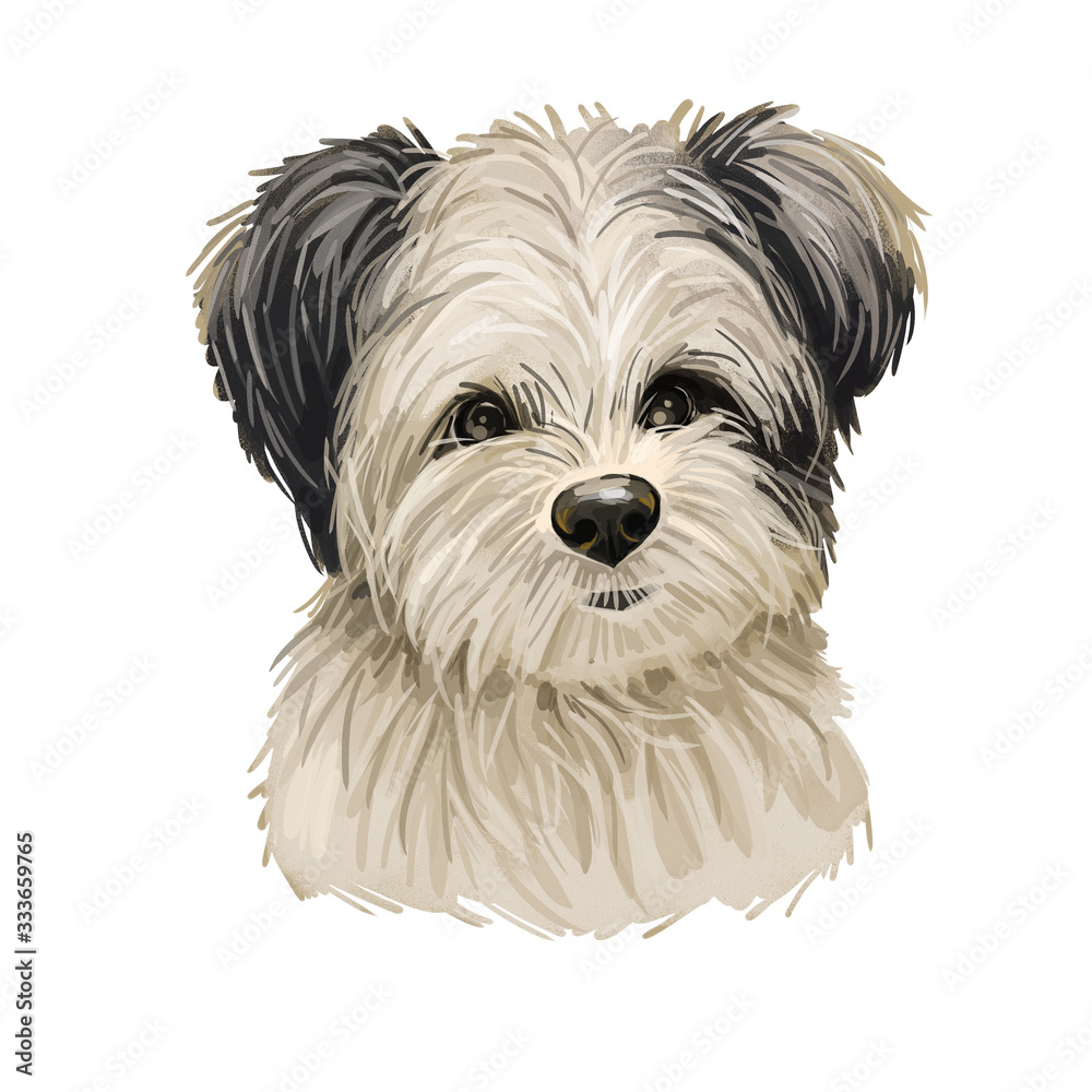 Maltipoo dog digital art illustration isolated on white Stock ...